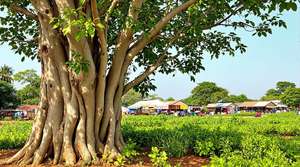 The Economic Importance of Sandalwood in Global Markets - Sandalwood Heaven