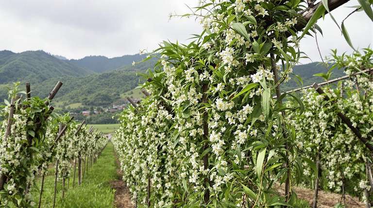 How Vanilla Is Grown and Harvested Around the World - Sandalwood Heaven